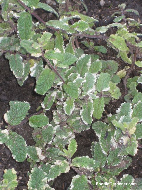 organic variegated mint plant | The Foodie Gardener™