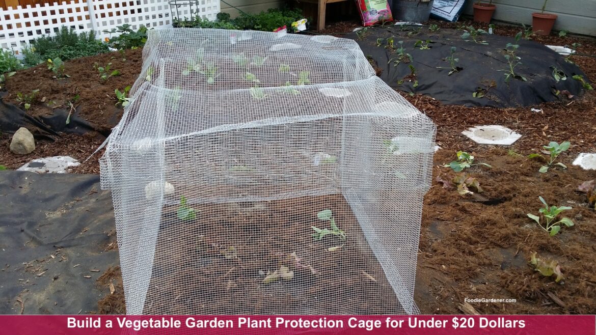 Build a Vegetable Garden Plant Protection Cage | The Foodie Gardener™