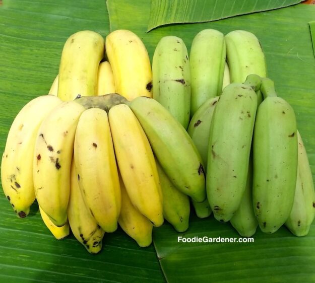 Grow Bananas 101 For Food and Beautiful Plants | The Foodie Gardener™