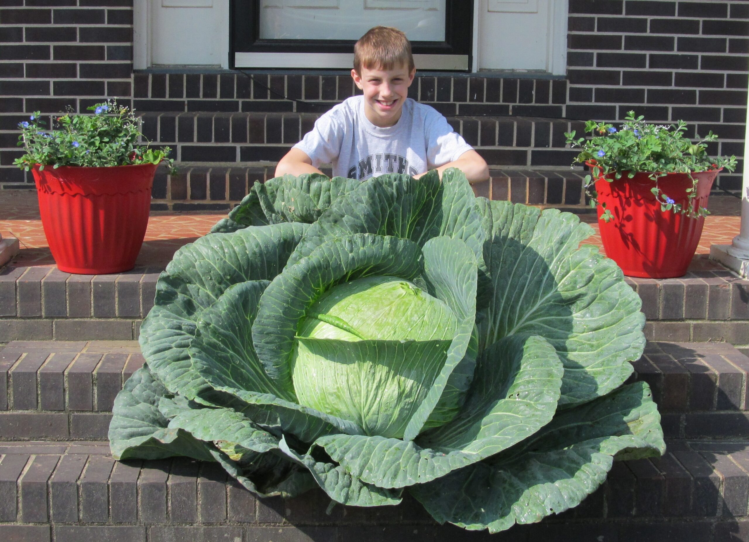 2013 Alabama 3rd grade giant cabbage Winner bonnie plants | The Foodie ...