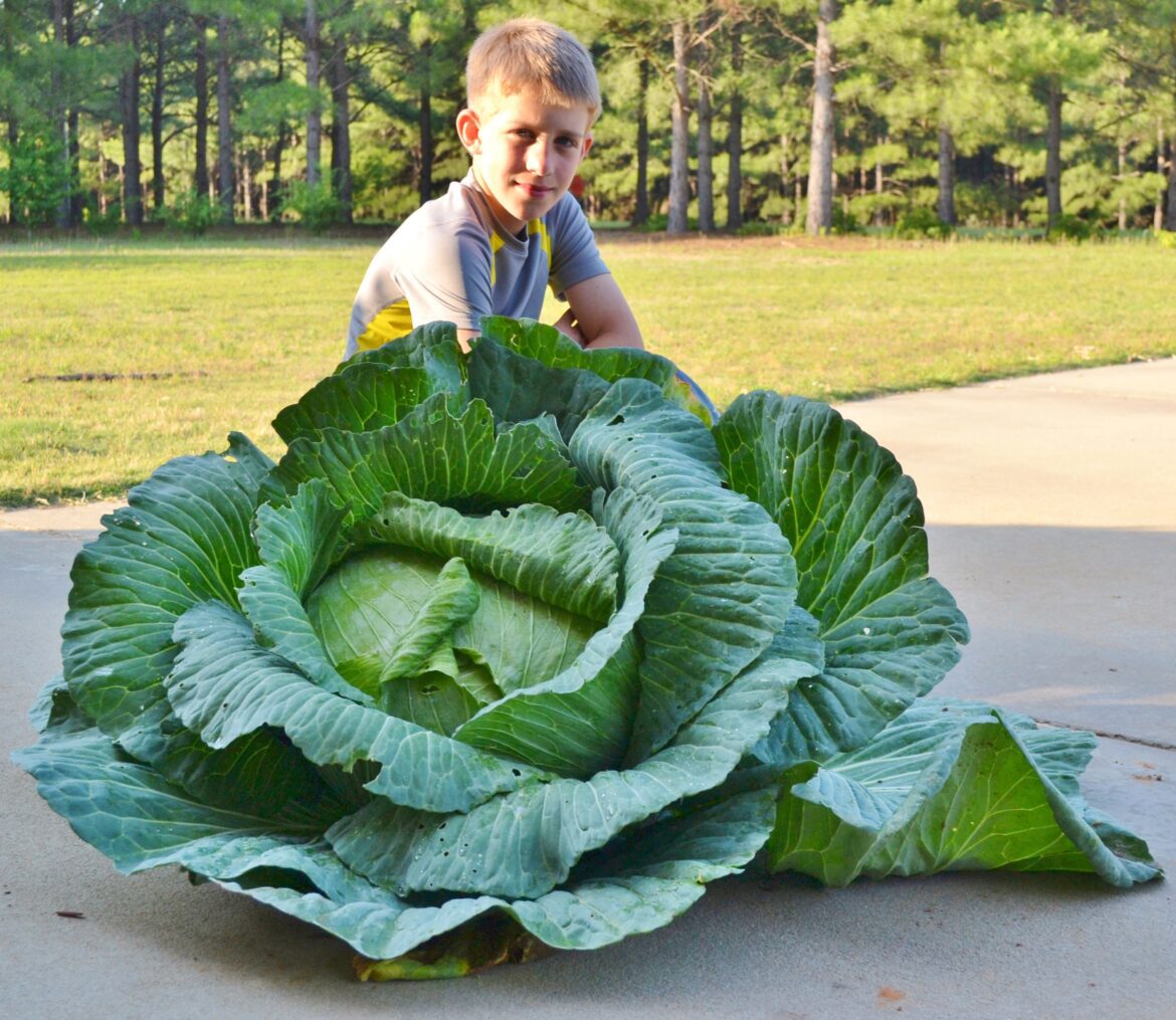Grow A Giant Cabbage in the Fall in Mild Climate Areas | The Foodie ...