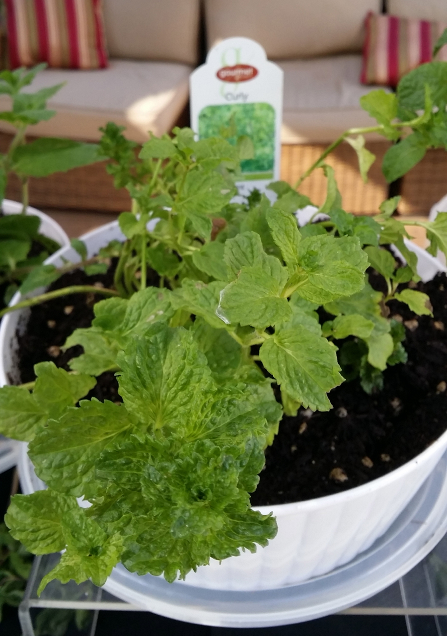 curly mint mentha crispa close up foodie gardener blog | The Foodie ...