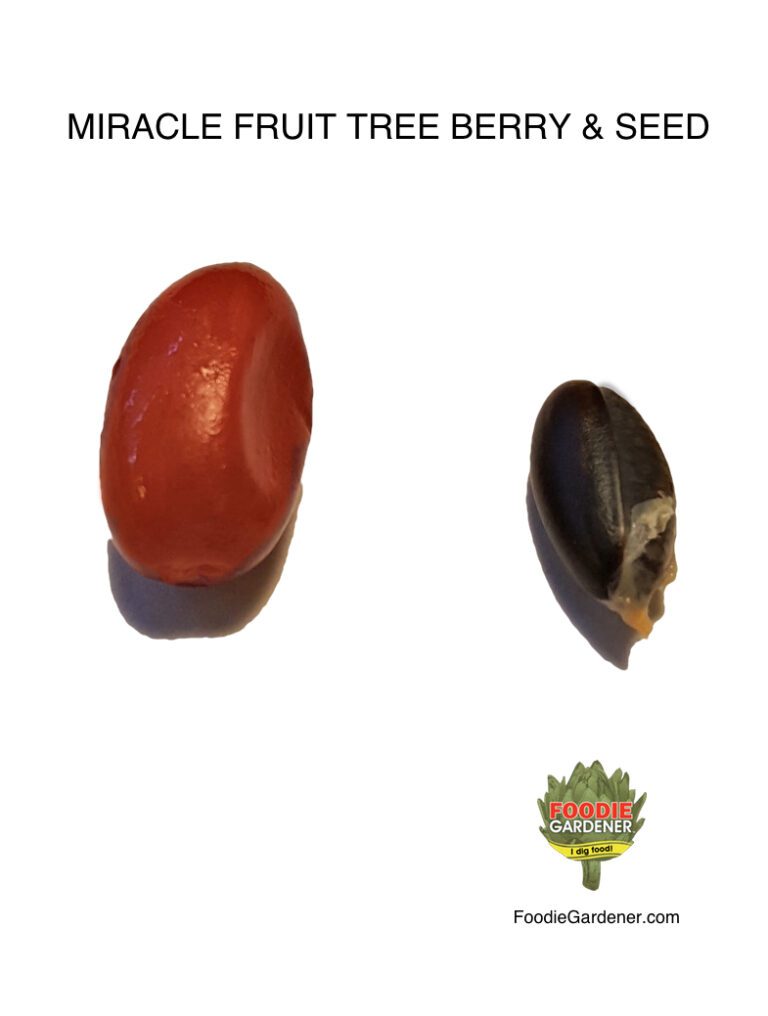 Miracle Fruit Trees: Berries Make Sour Foods Taste Sweet! | The Foodie ...