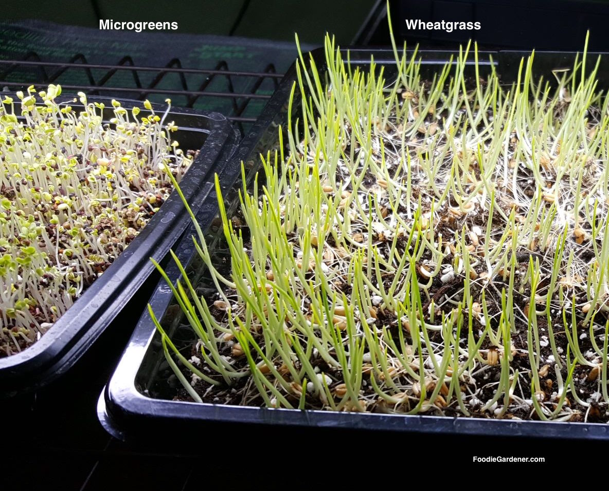 GROW MICRO GREENS AND WHEATGRASS INDOORS IN 10-14 DAYS | The Foodie ...